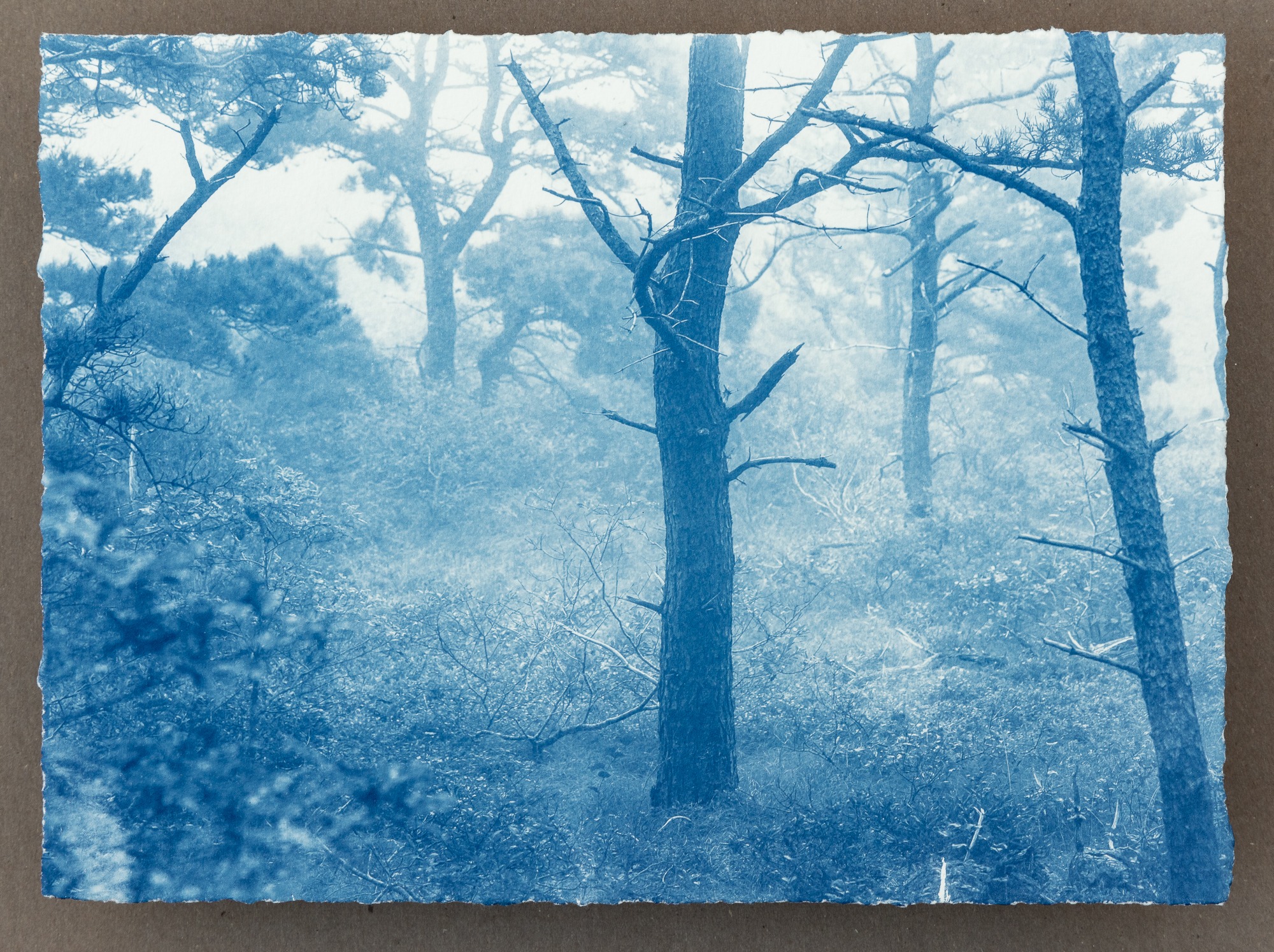 Cape Cod woodlands - Carlotta Luke