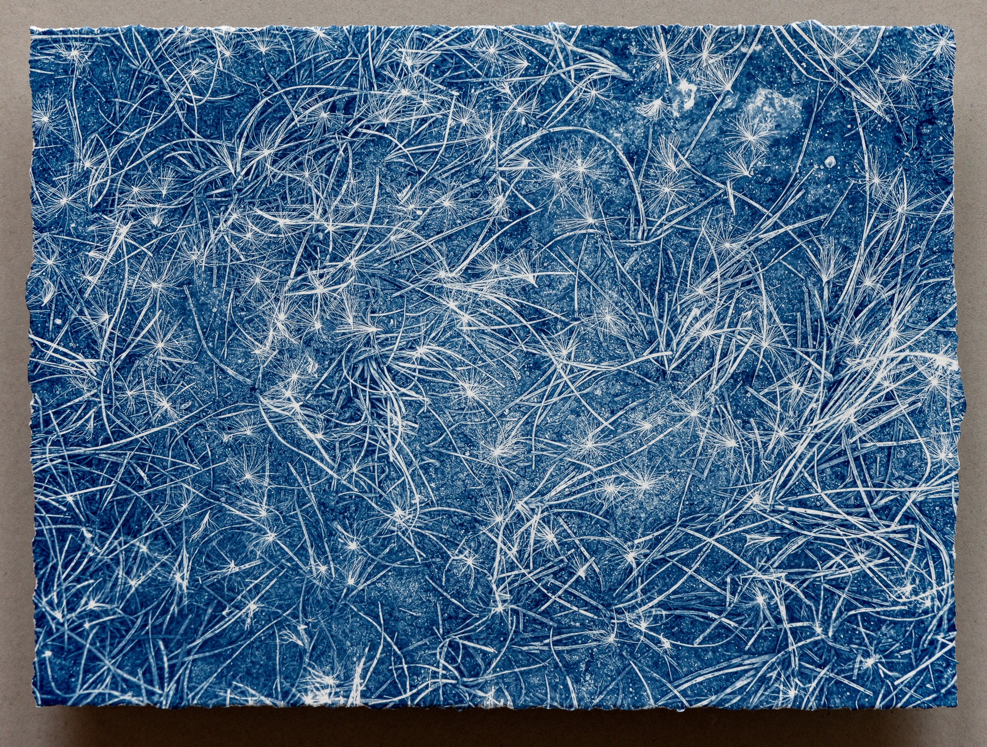 Cape Cod moors and grasslands - Carlotta Luke