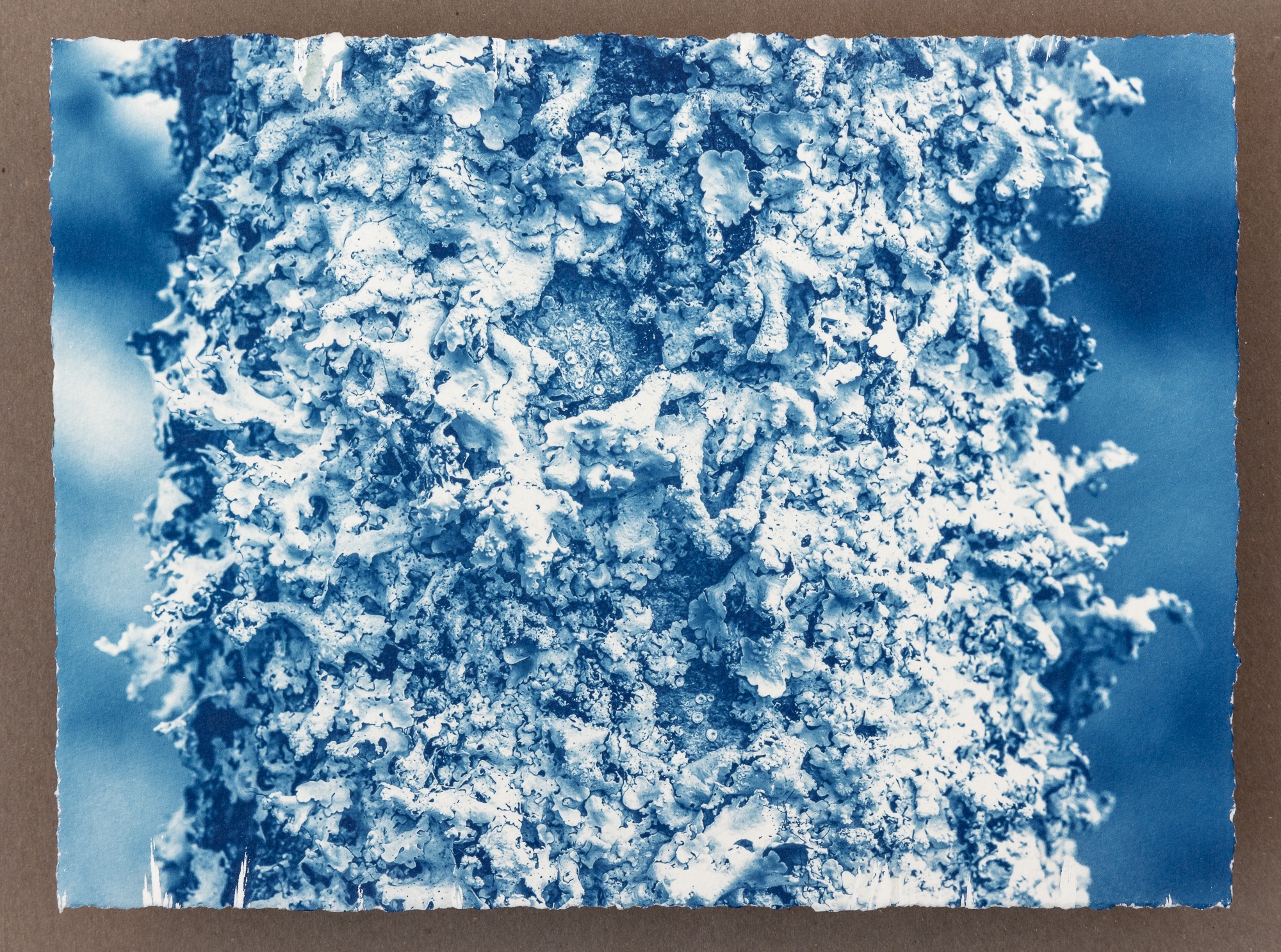 Cape Cod woodlands - Carlotta Luke