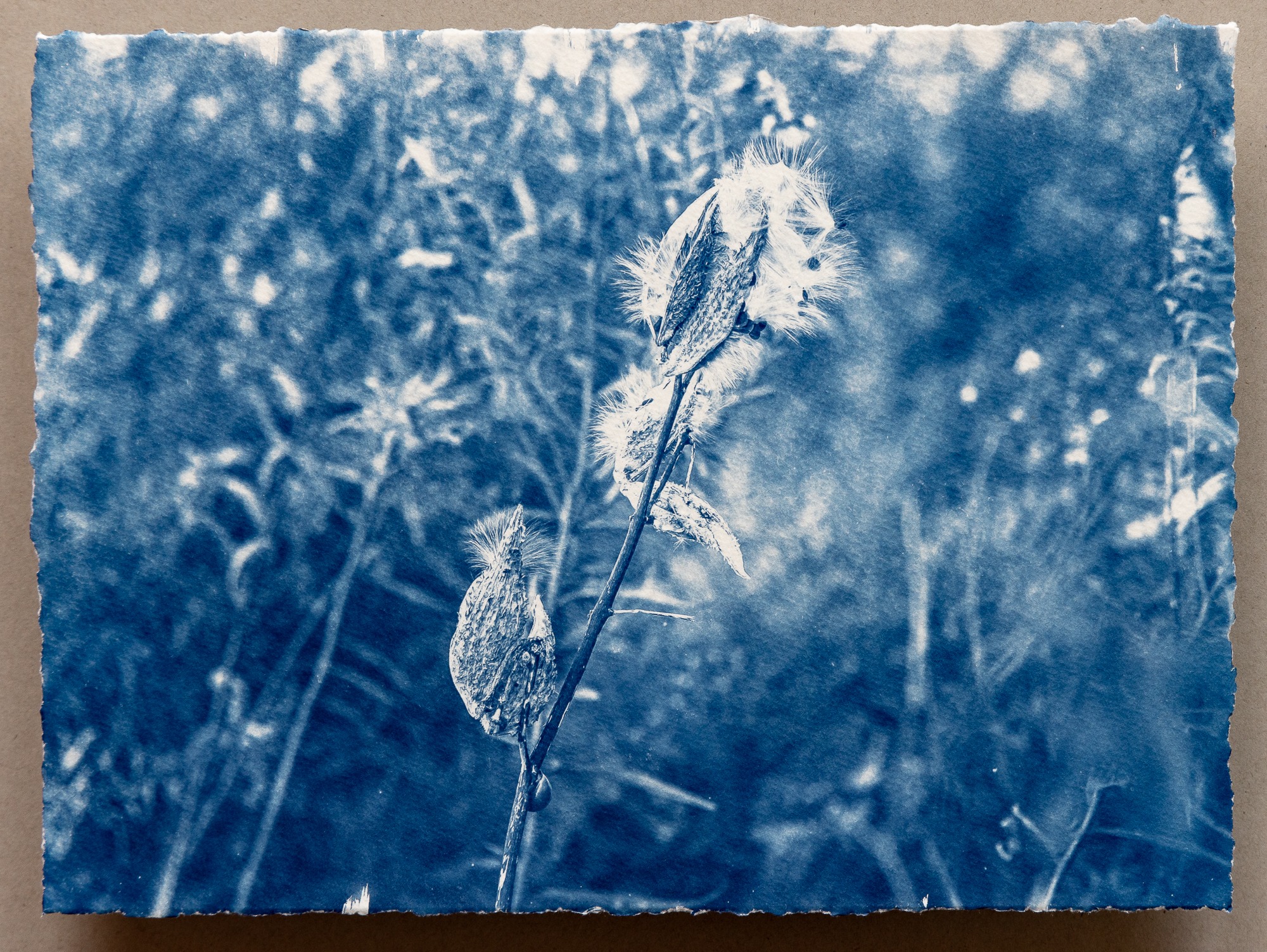 Cape Cod moors and grasslands - Carlotta Luke