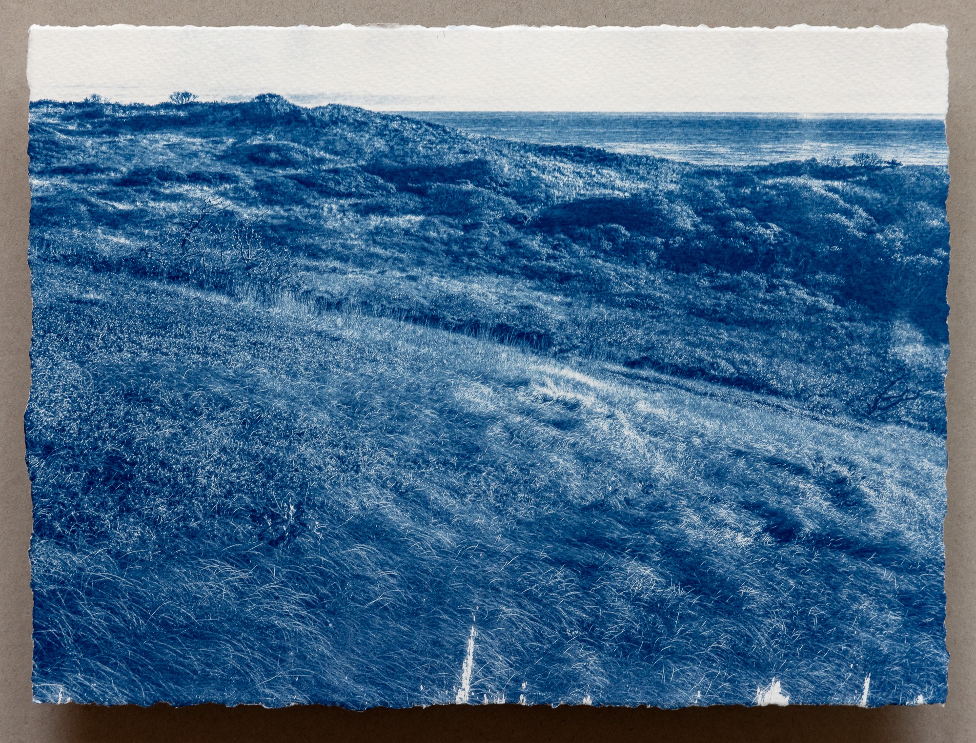 Cape Cod moors and grasslands - Carlotta Luke