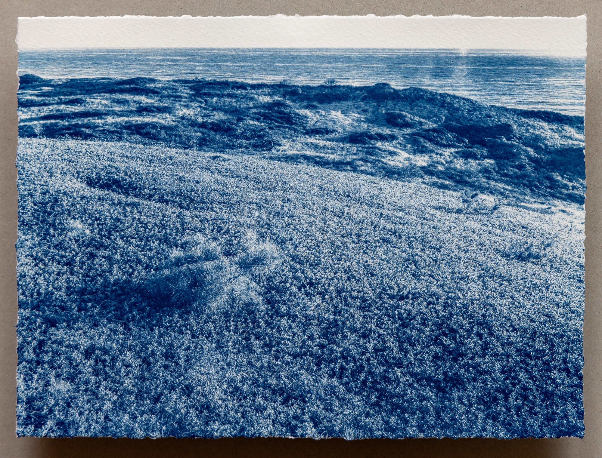 Cape Cod moors and grasslands - Carlotta Luke