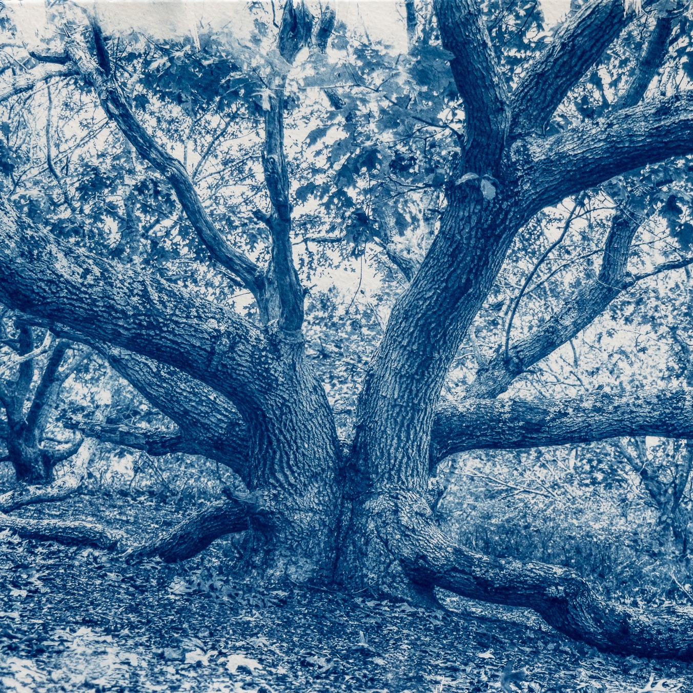 branches of a wolf tree Carlotta Luke