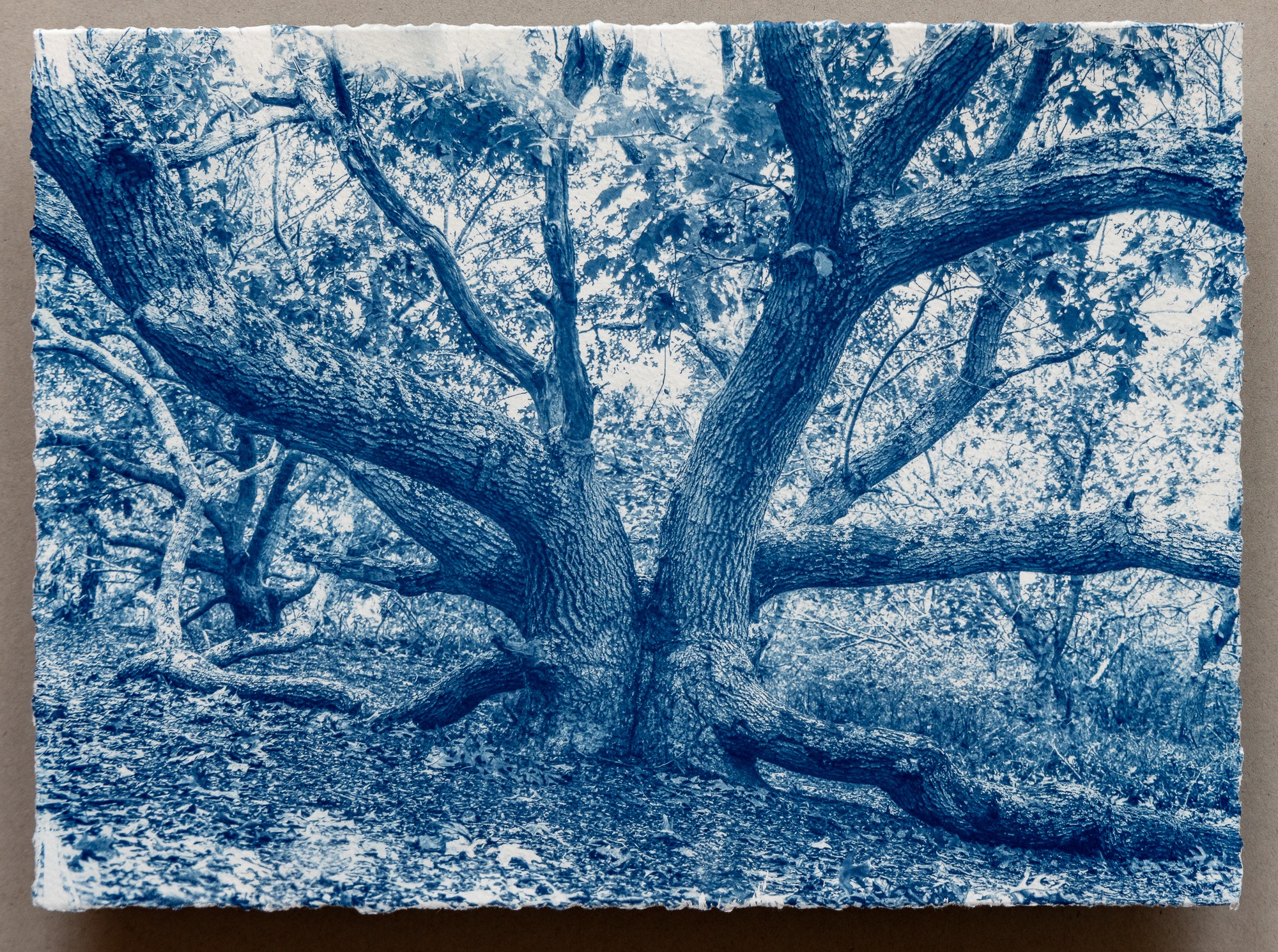 Cape Cod woodlands - Carlotta Luke