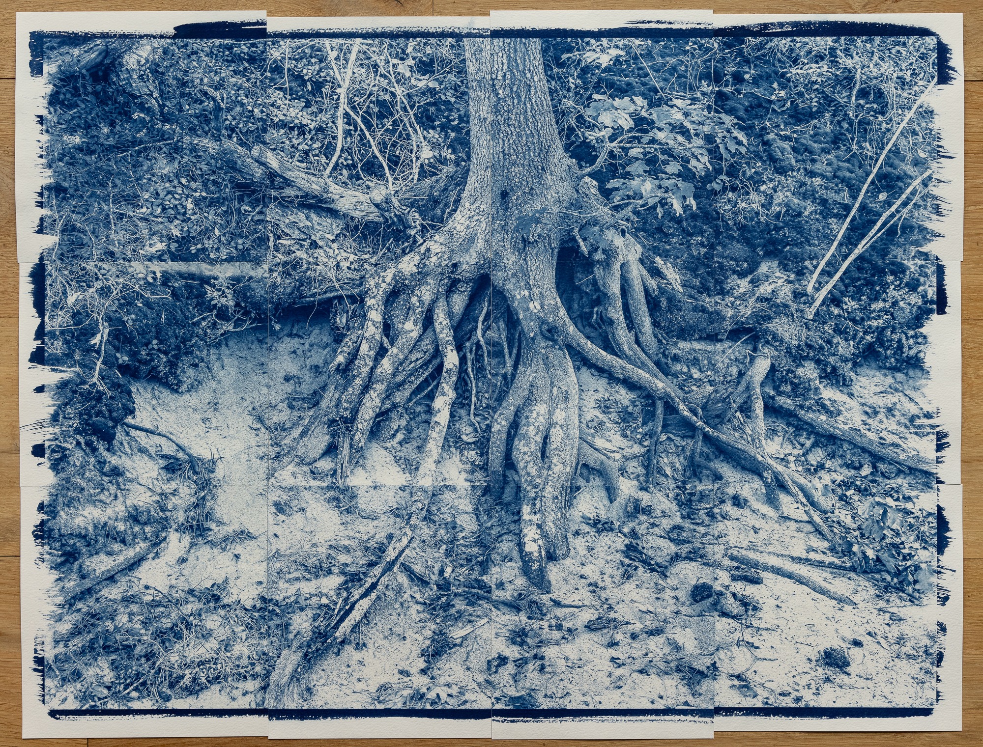 Cape Cod woodlands - Carlotta Luke