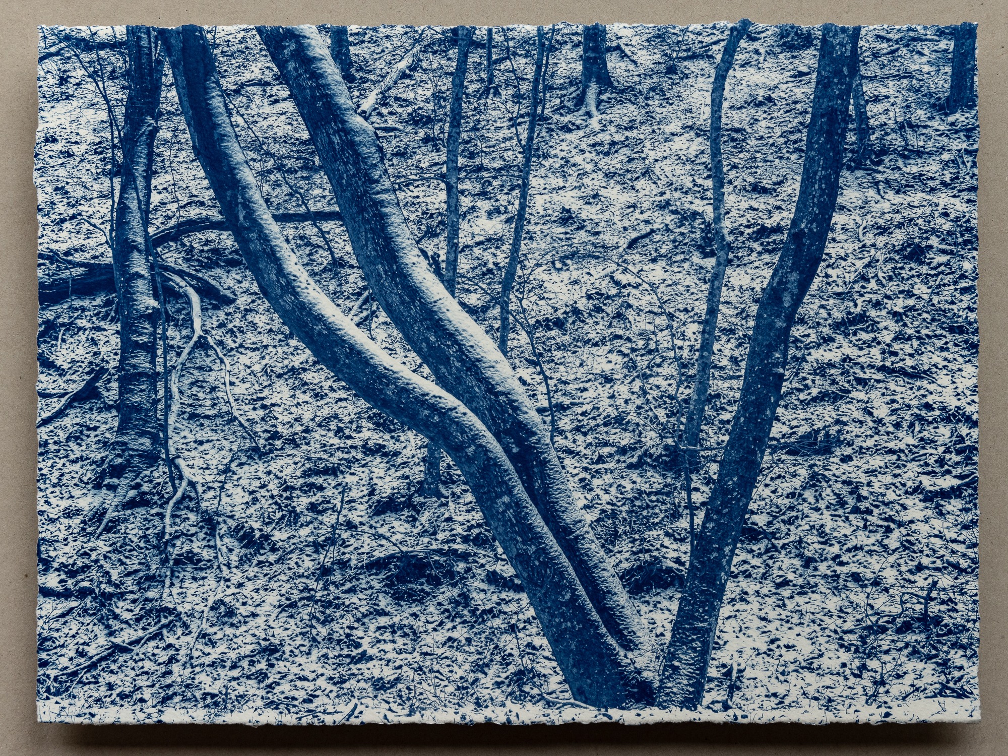 Cape Cod woodlands - Carlotta Luke